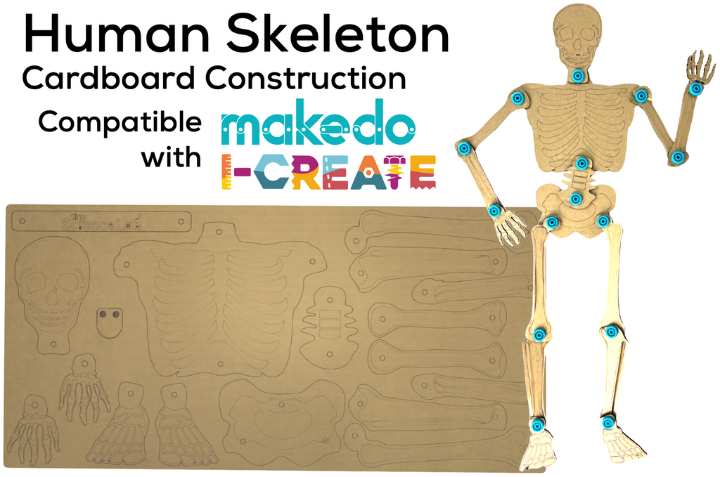 Human Skeleton Cardboard Construction Template Makedo and I-Create Com ...