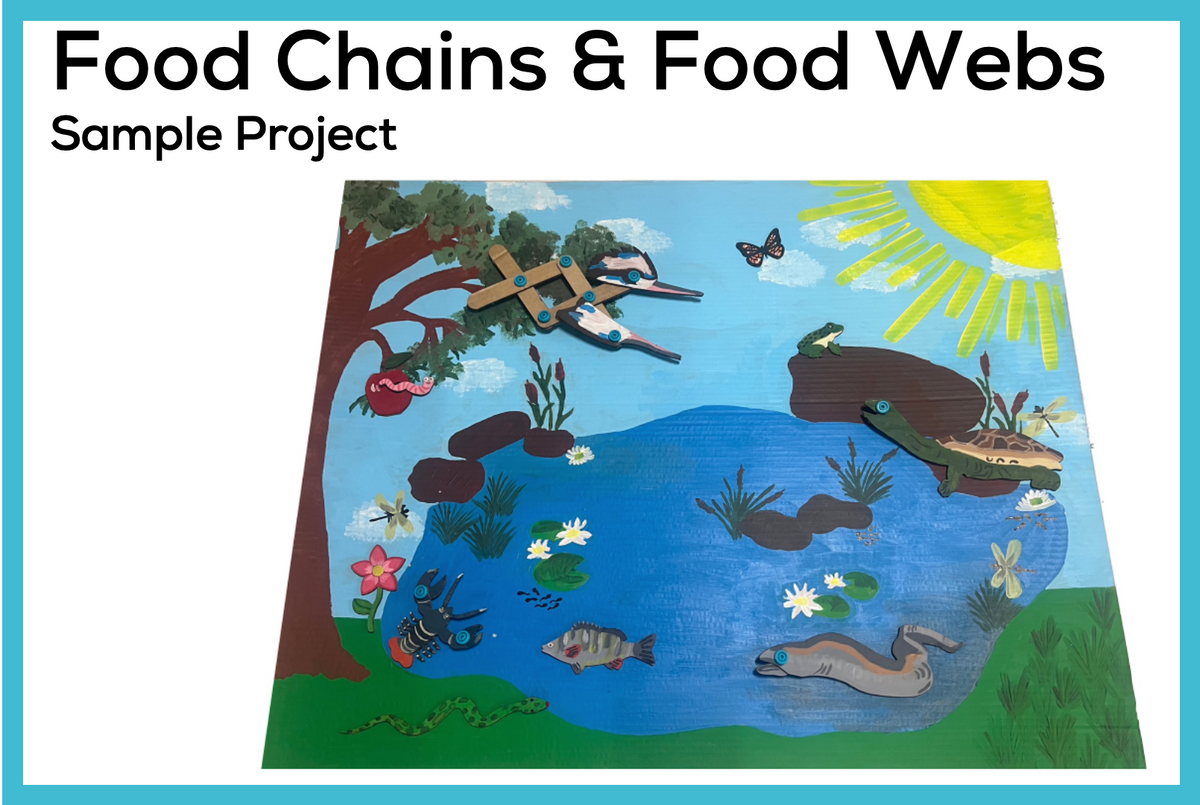 Food Chains Australian Food Web Cardboard Construction Model Kit | Mak ...