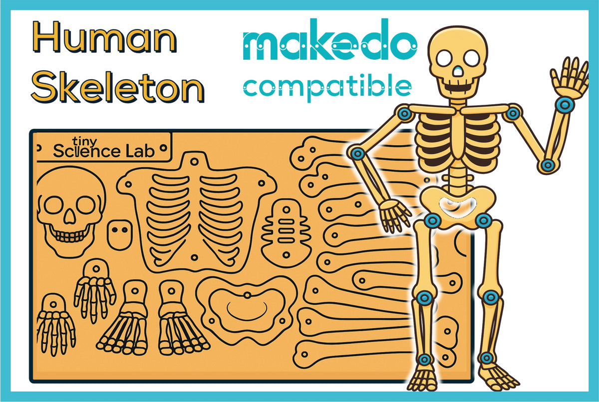 Human Skeleton Cardboard Construction Model Kit | Makedo Compatible ...