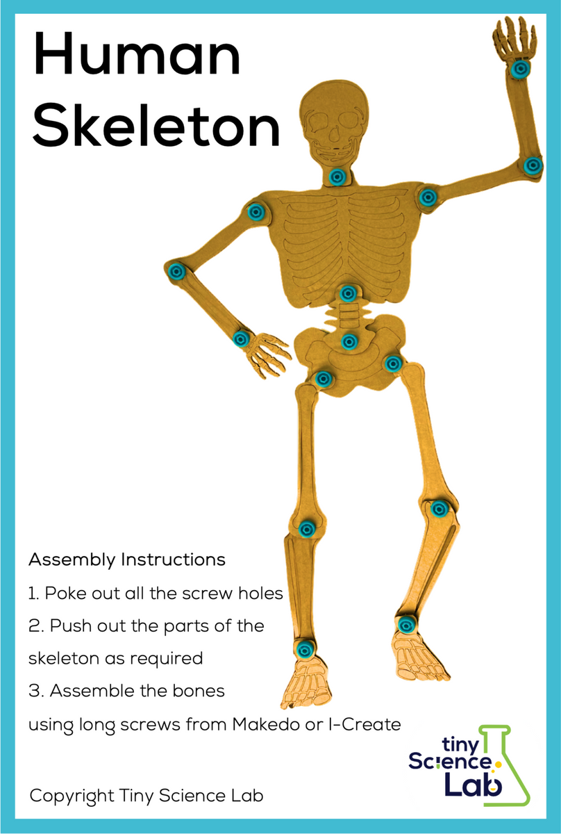 Human Skeleton Cardboard Construction Model Kit | Makedo Compatible ...