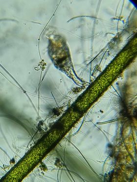 Pond Water Under Microscope 100x Testing Potable Aqua Water